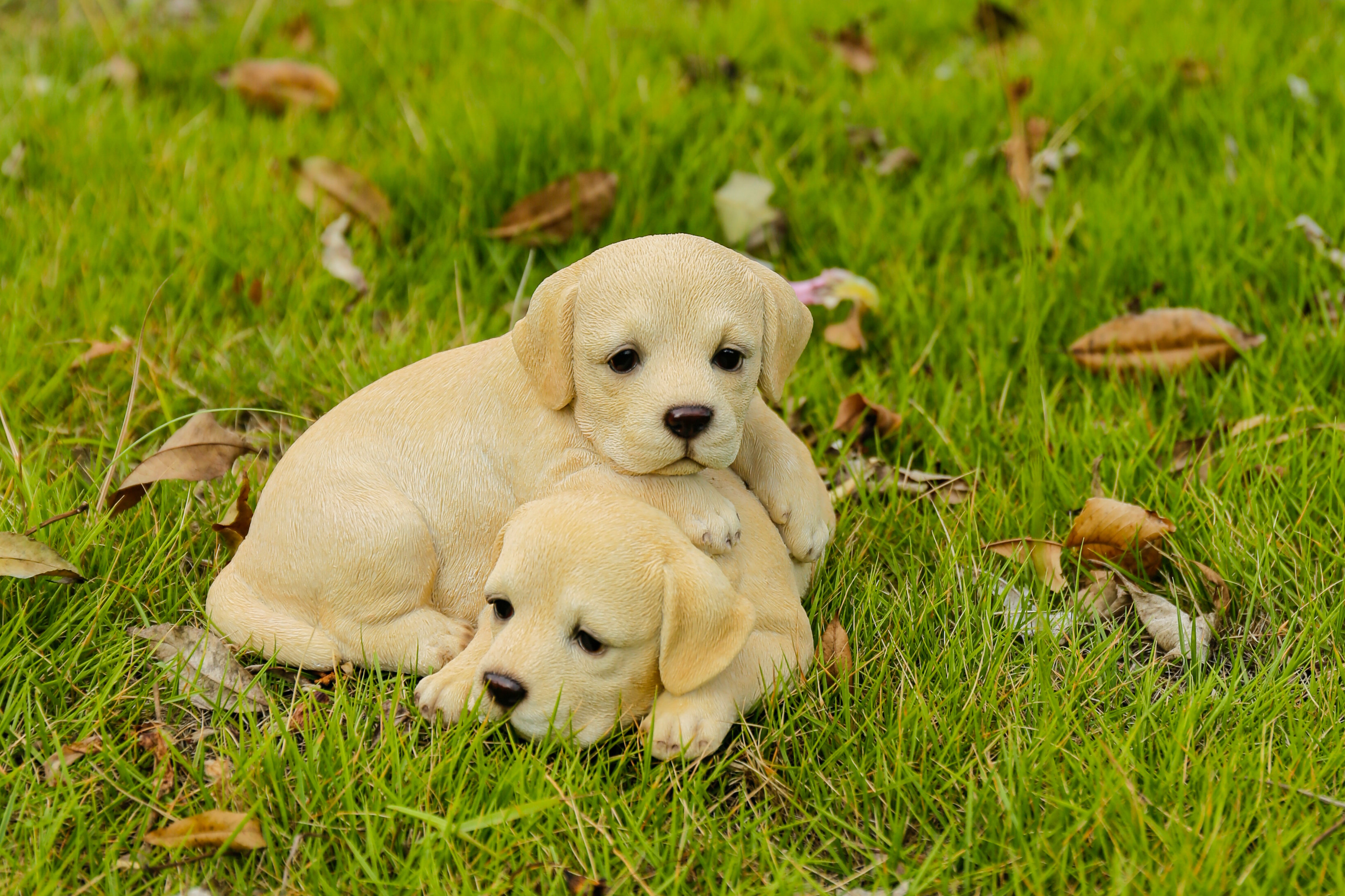 Hi-Line Gift Ltd. Baby Labradors Playing & Reviews - Wayfair Canada