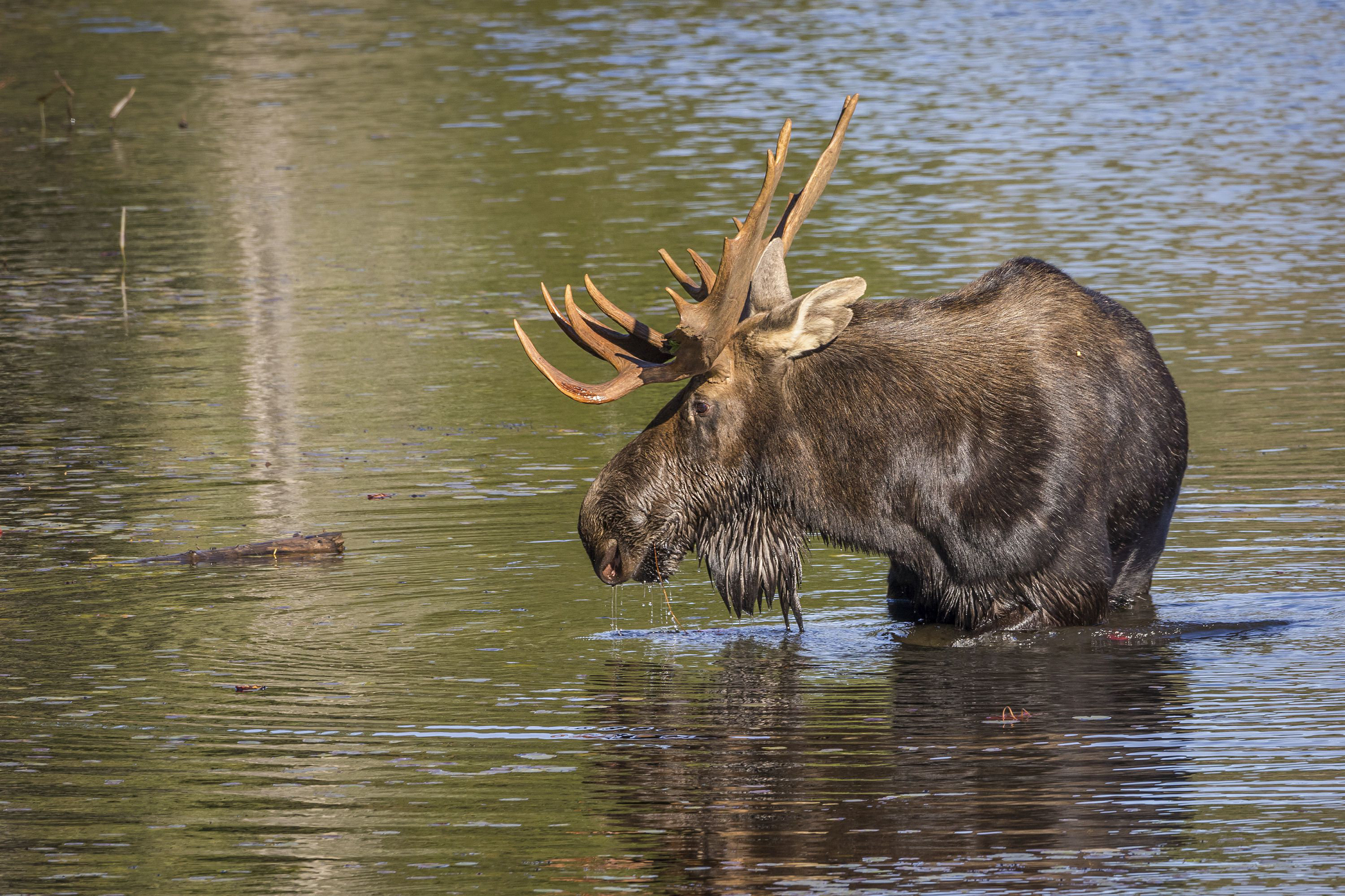 Millwood Pines Adalynd Large Bull Moose by - Wrapped Canvas Photograph ...