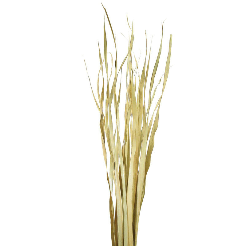 Dakota Fields 36-40" Natural Rush Grass 7 Oz, Dried | Wayfair