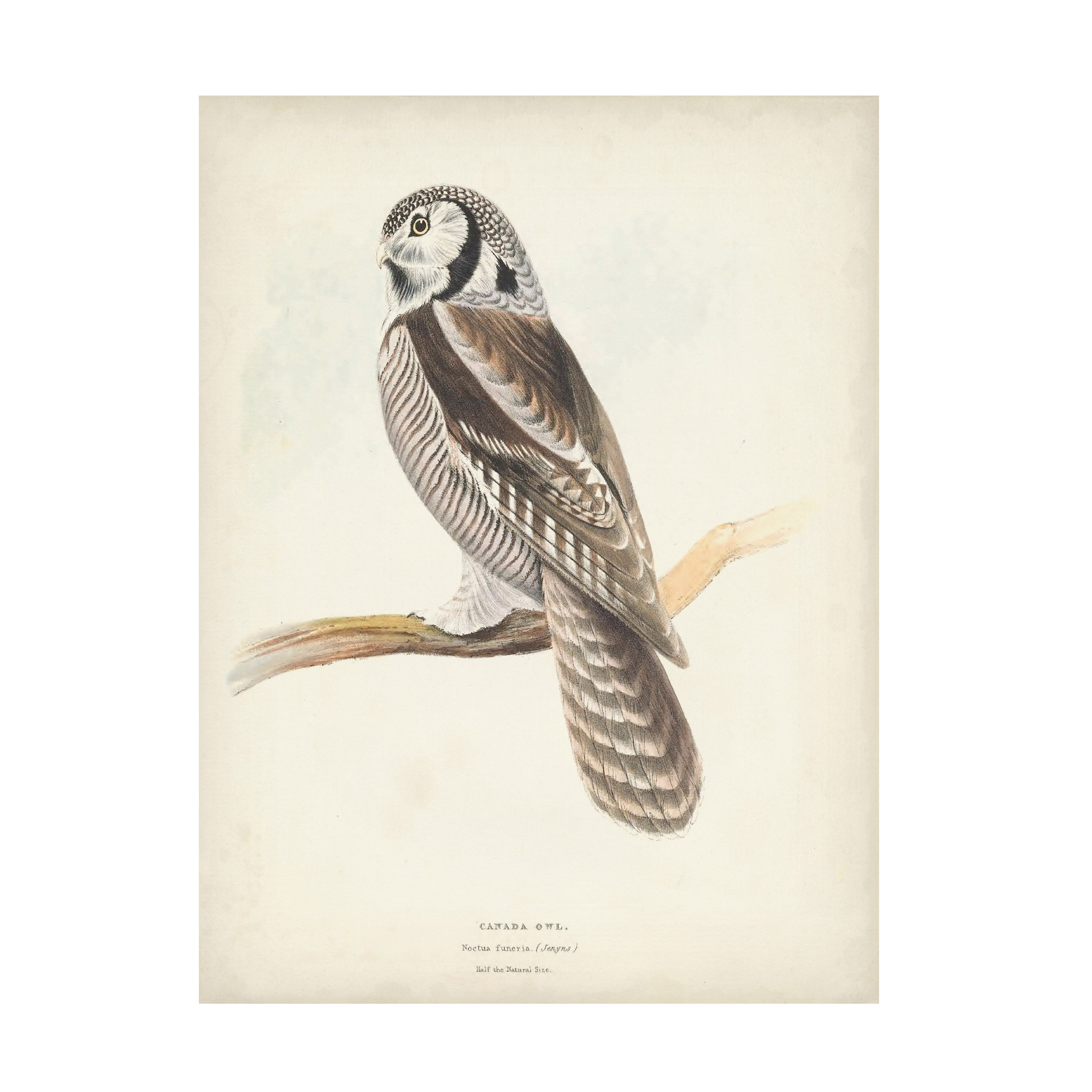 Millwood Pines Canada Owl On Canvas by H. L. Meyer Print | Wayfair