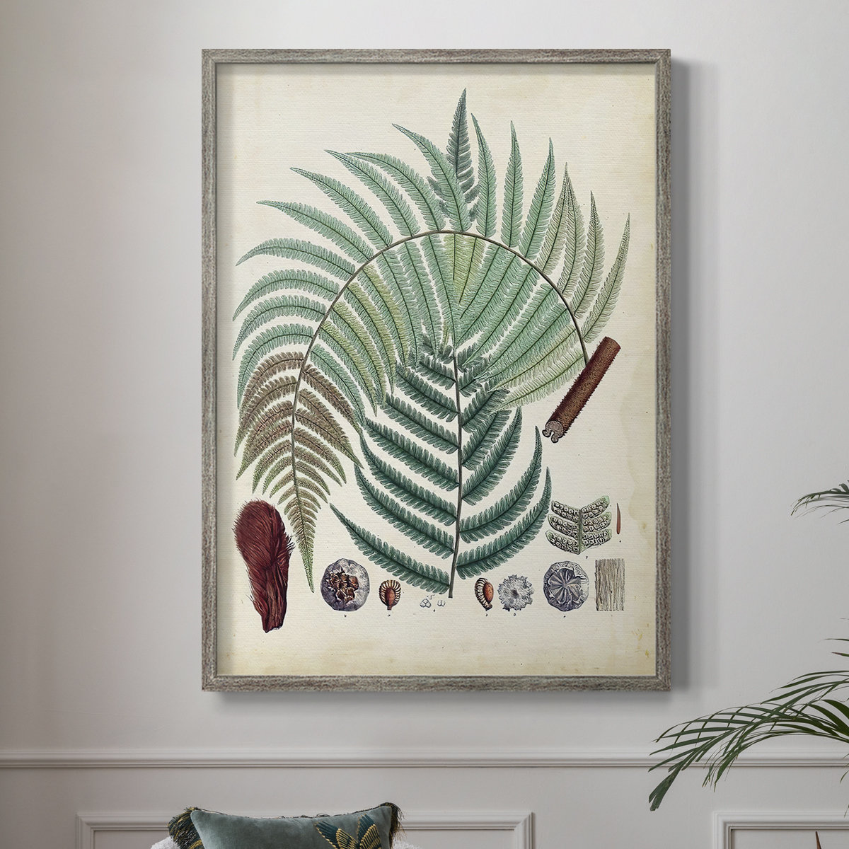 Winston Porter Collected Ferns I Framed Print - Solid Wood | Wayfair