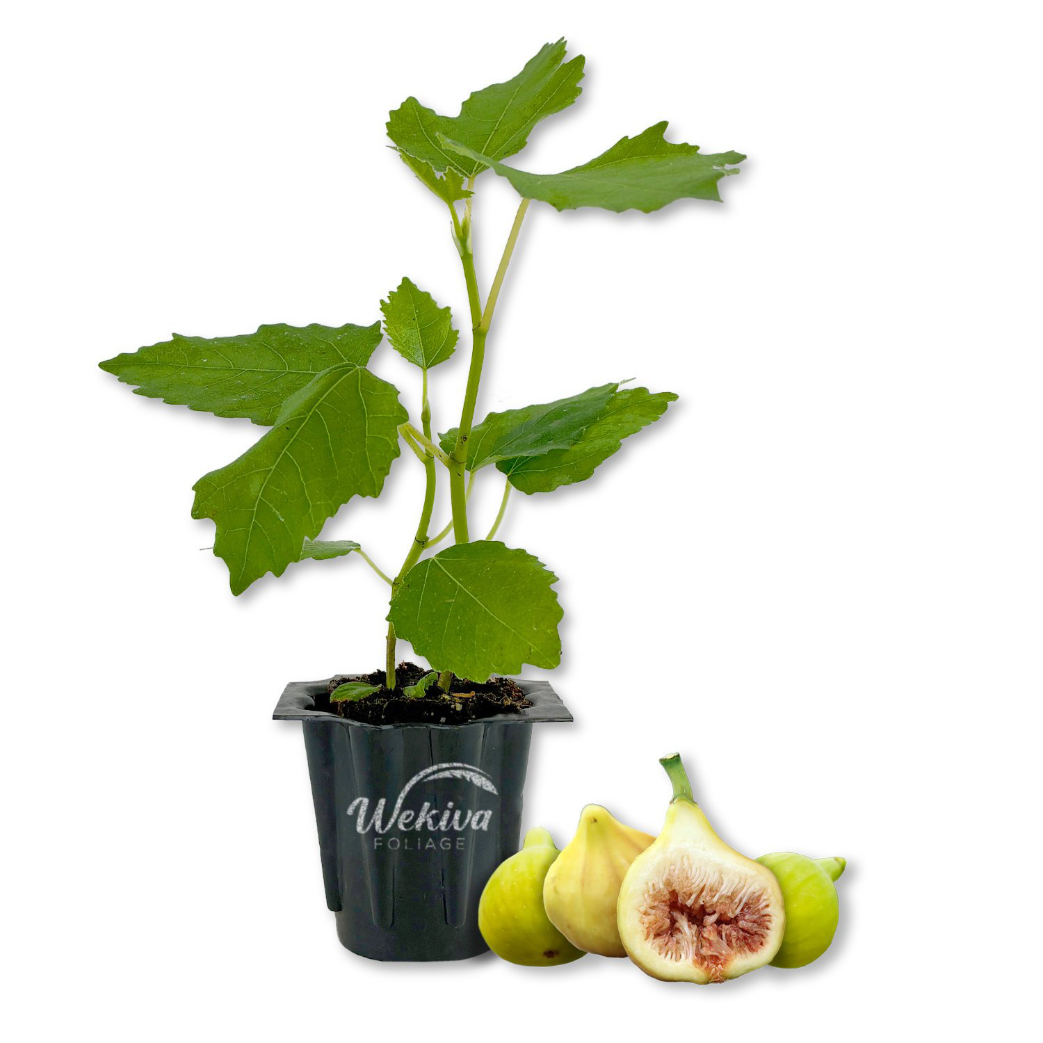 Wekiva Foliage LLC Yellow Long Neck Fig Tree - Live Starter Plant in a ...