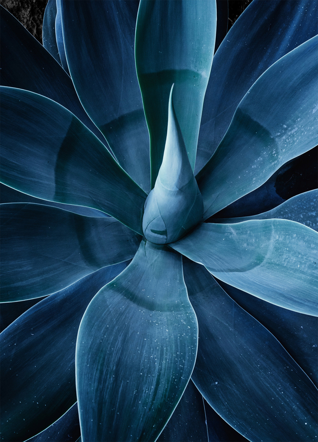 Wendover Art Group Shadow Agave Acrylique 3 par Christopher Kennedy ...