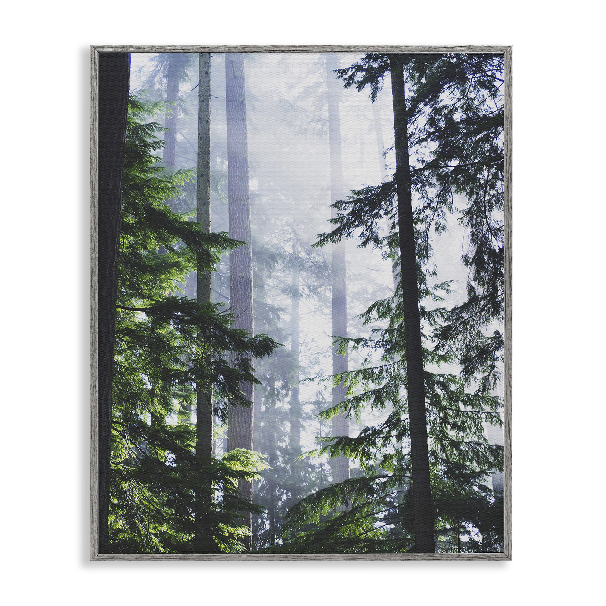 Union Rustic Foggy Forest View Framed Giclee Art by Gail Peck | Wayfair