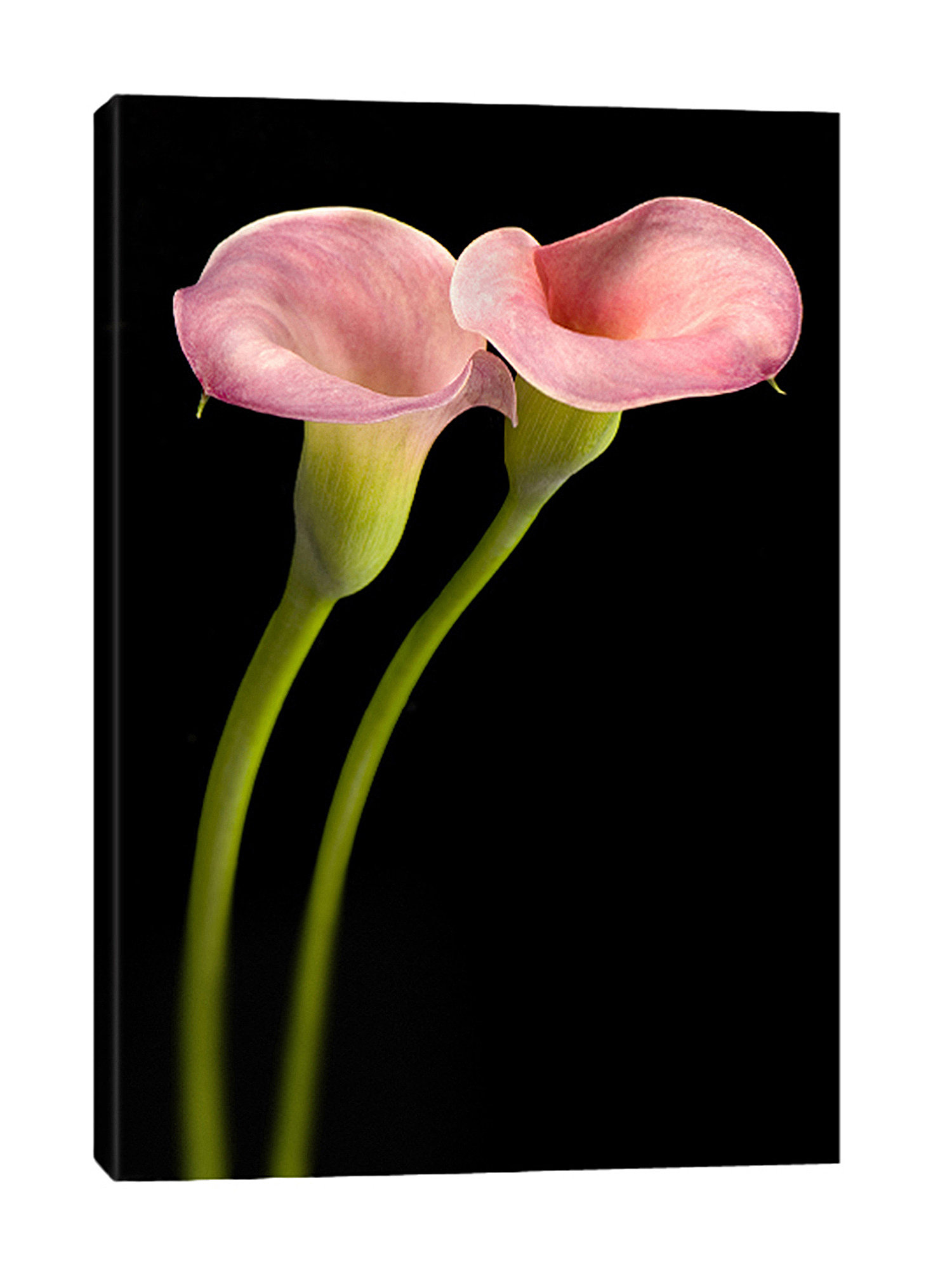 Canvas Art USA "Pink Calla Lilies" by Barry Seidman Photographic Print ...