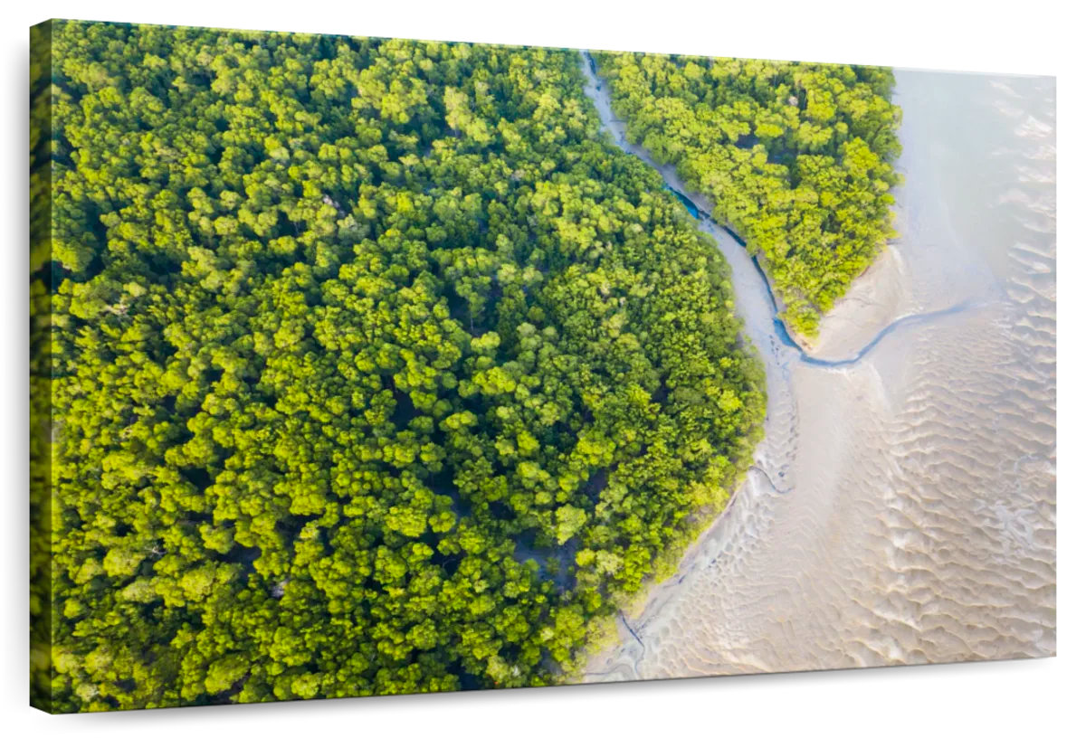 Millwood Pines Alvord Dense Amazon Rainforest - Wayfair Canada