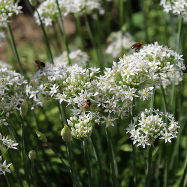 Touch of ECO Snow White Allium Graceful Beauty Flowers - 15 Bulbs ...