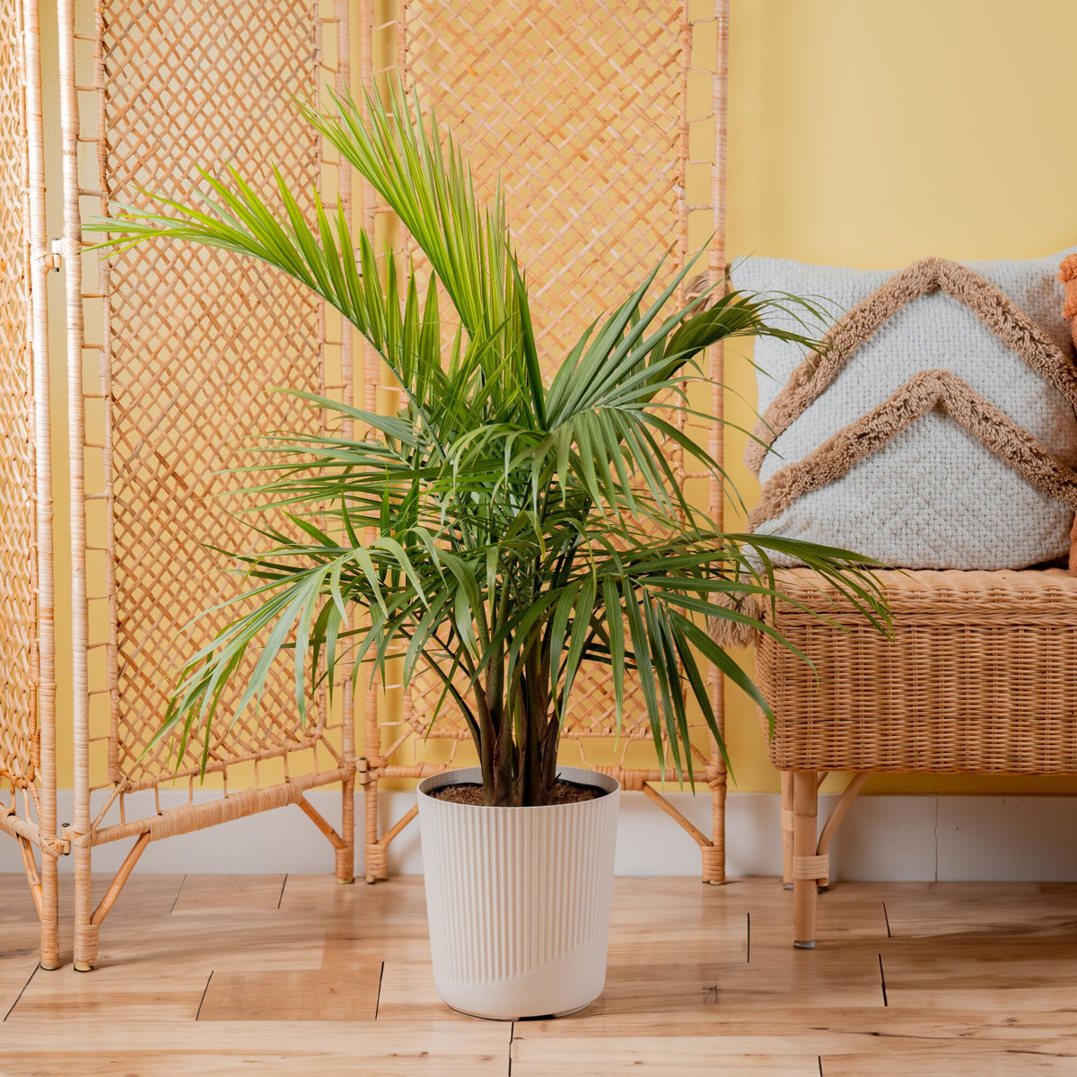 Costa Farms Indoor Easy Care Majesty Palm House Plant in 10-inch Décor ...