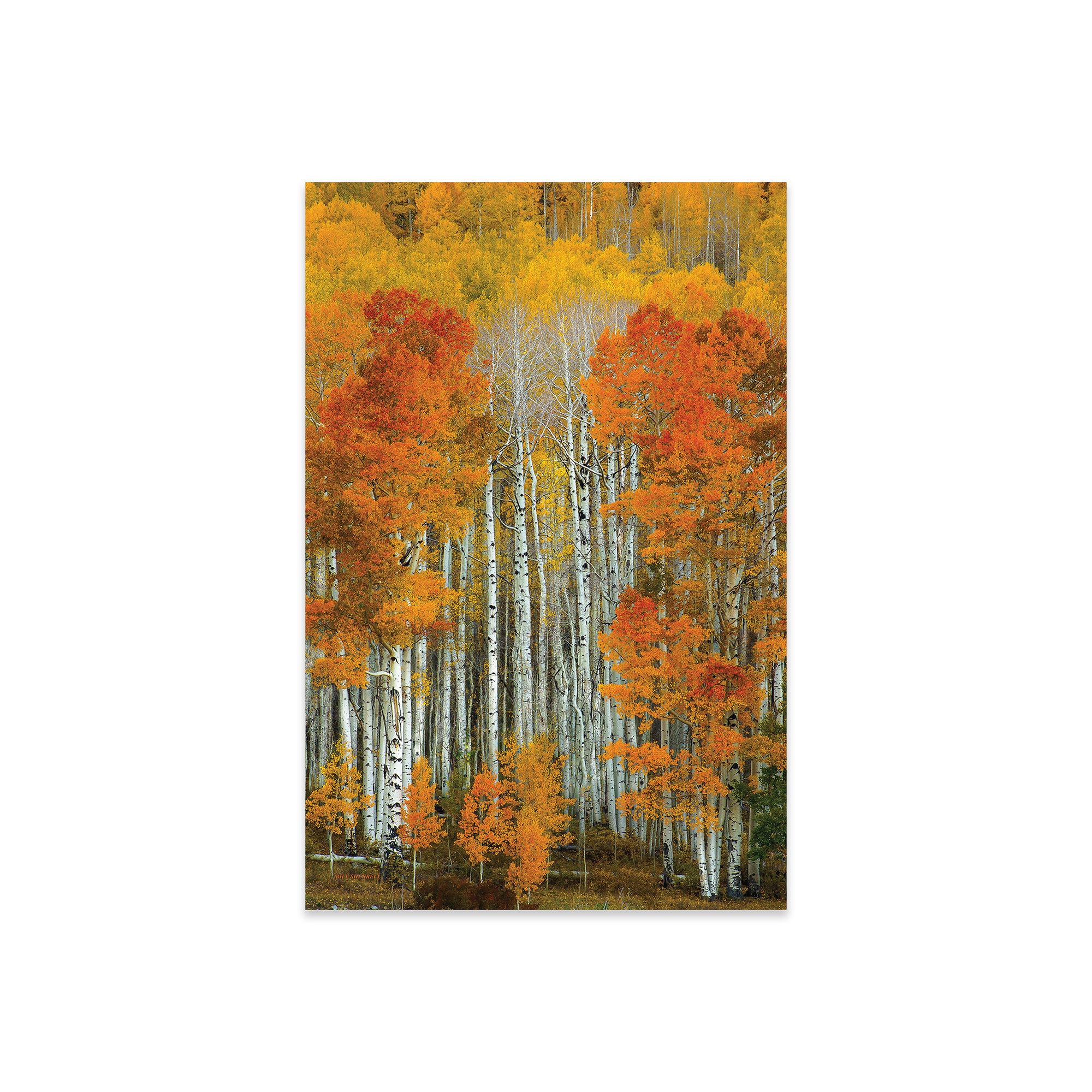 Millwood Pines Antonica Dalmatian Autumn On Plastic/Acrylic by Bill ...