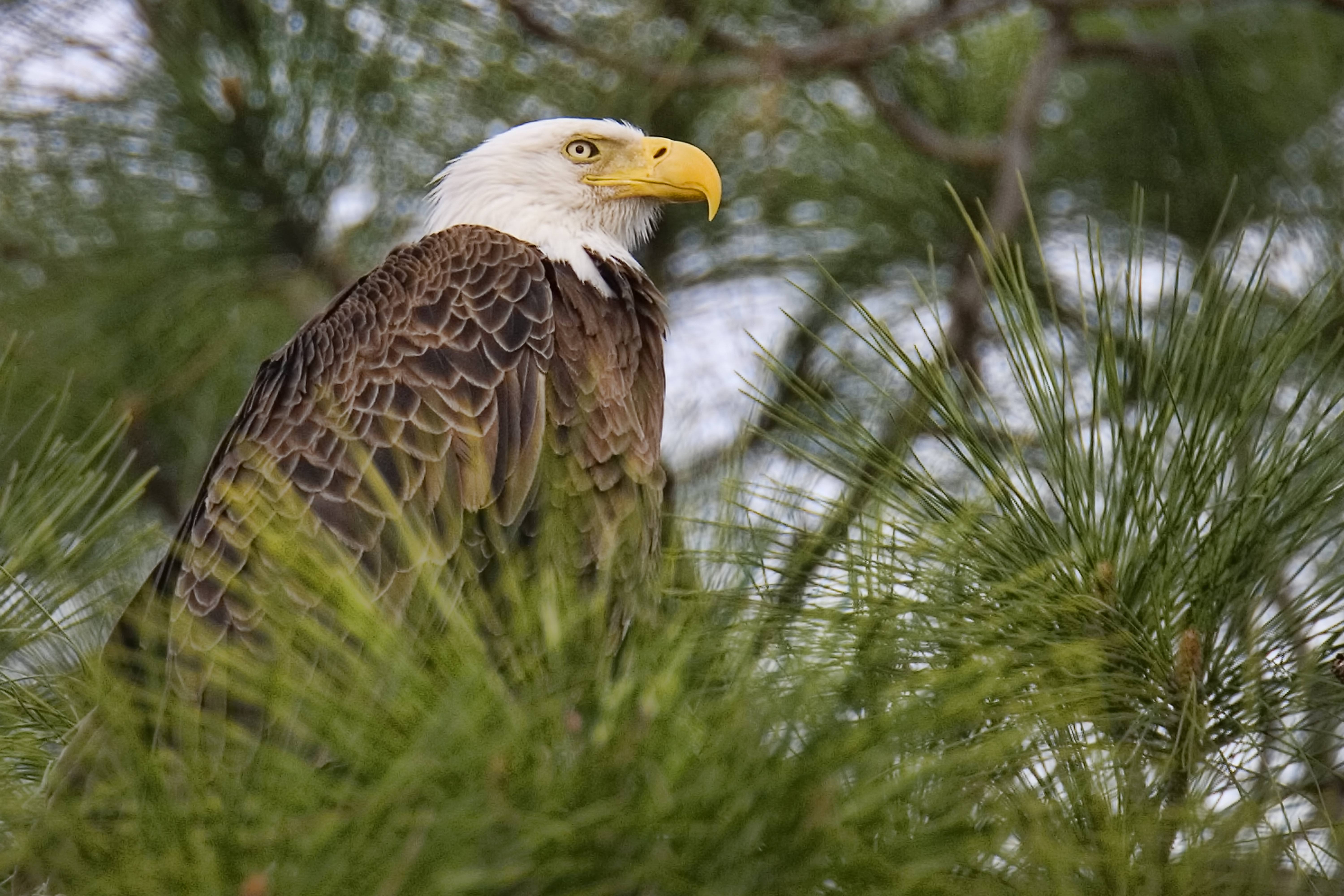 Alpen Home Female Bald Eagle by Fotoguy22 - Wrapped Canvas Photograph ...