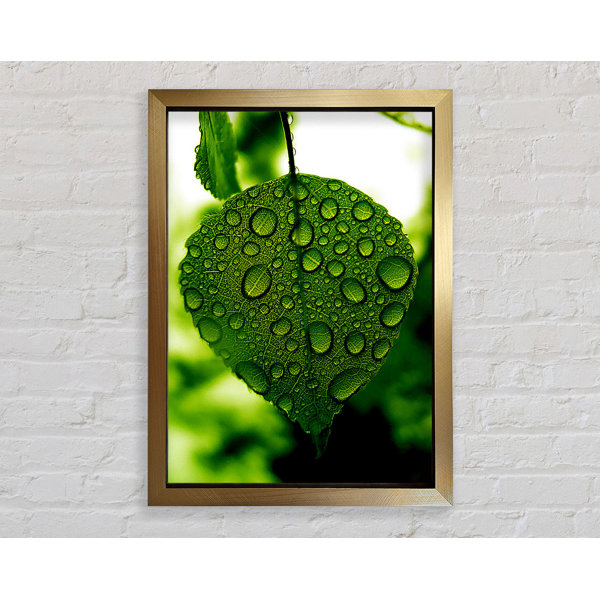 Brayden Studio Waterdrops On A Leaf - Single Picture Frame Print on ...