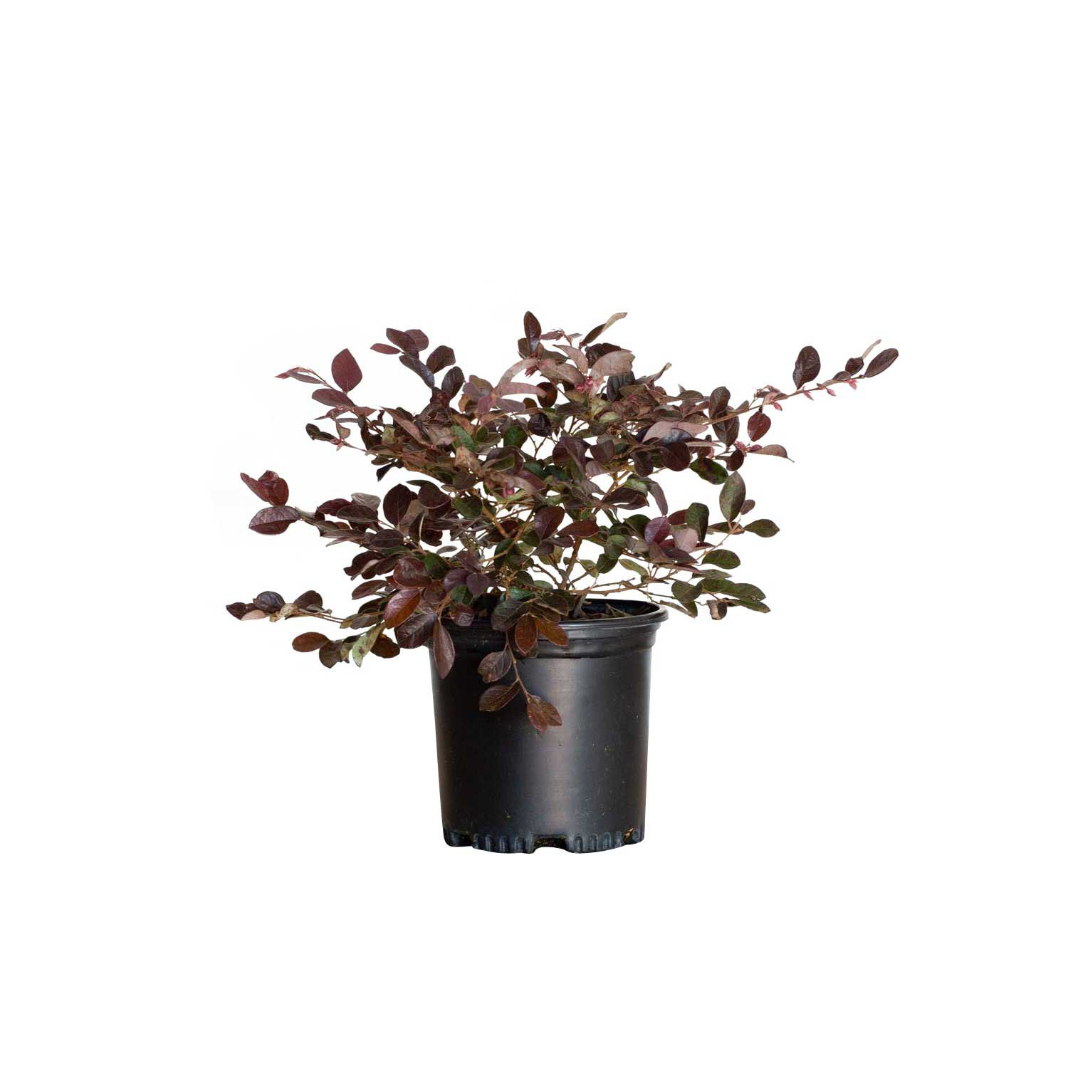 loropetalum ruby