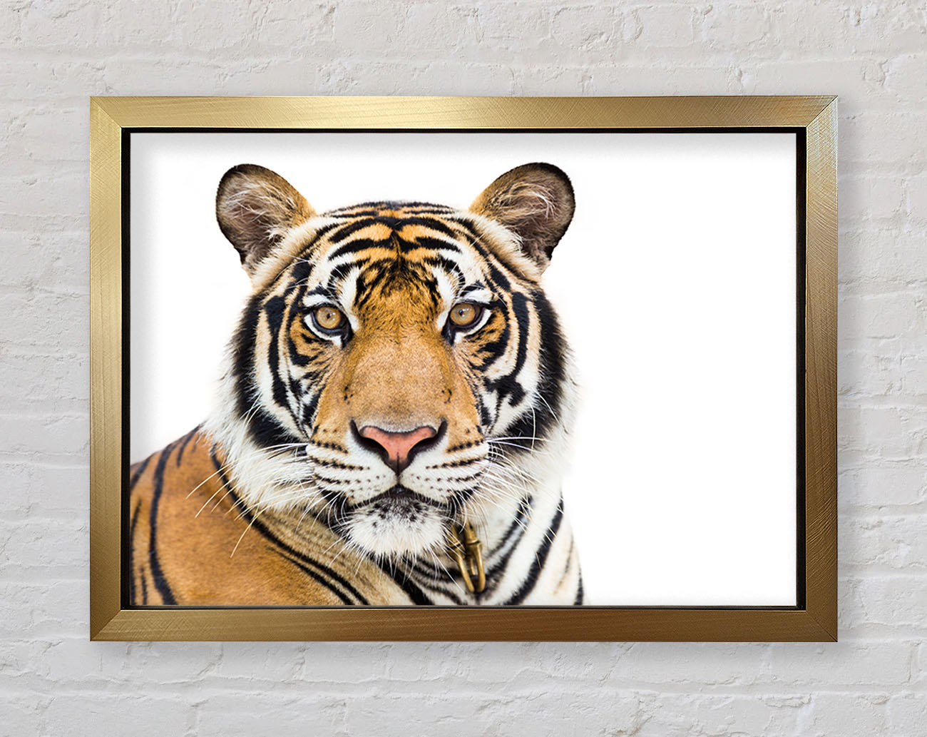 Bright Star Tiger Staring At The Camera - Single Picture Frame Art ...