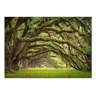 Loon Peak Tree Embrace Landscape Wall Mural - Wayfair Canada