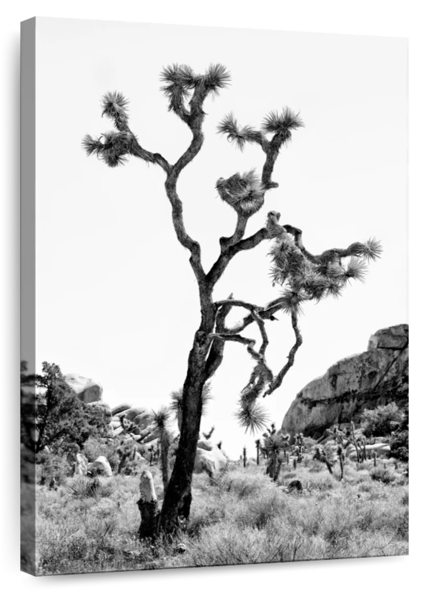 Elephant Stock Black California The Joshua Tree | Wayfair