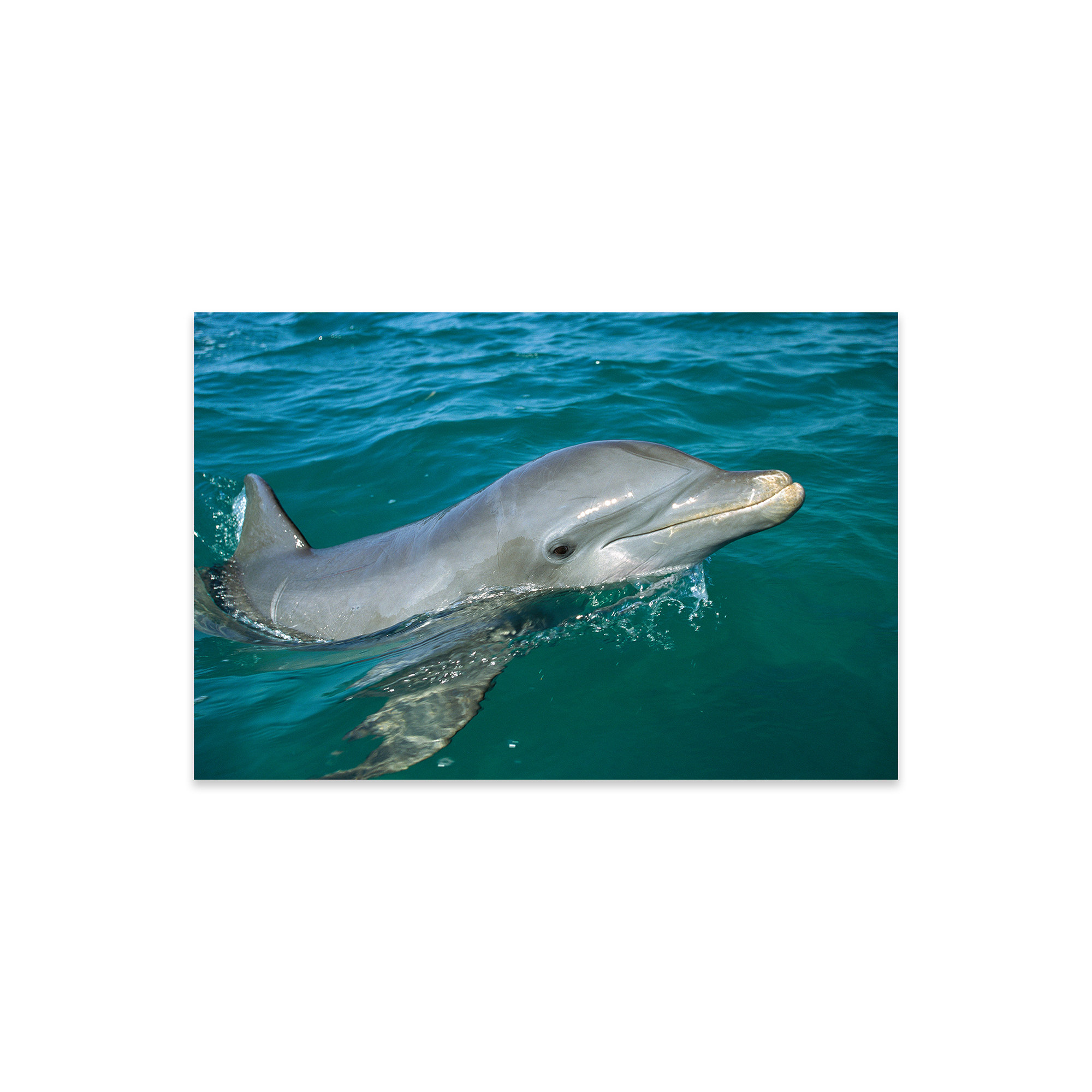 Dovecove Bottlenose Dolphin Surfacing, Honduras On Plastic / Acrylic by ...