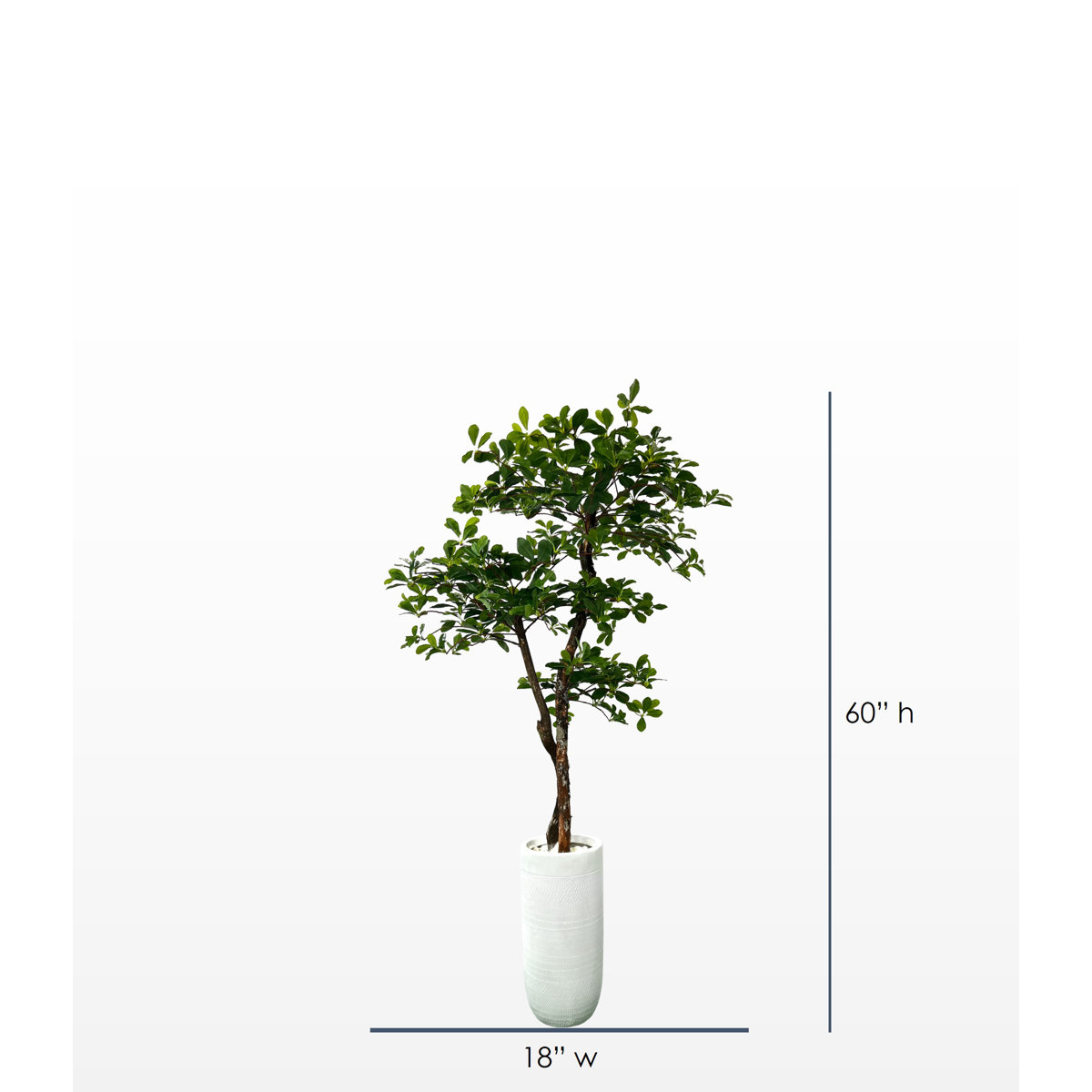 Primrue Hand-Made Primrue Fresh Italian Black Olive Leaf 5'' Artificial ...