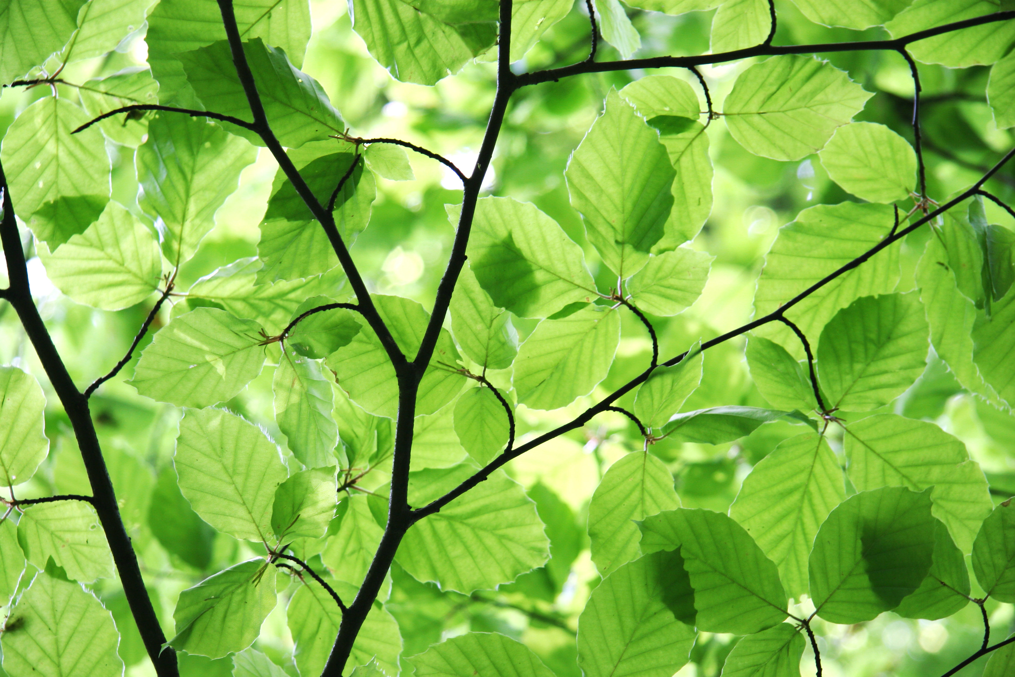 Ebern Designs Fresh Spring Beech by Pastie | Wayfair
