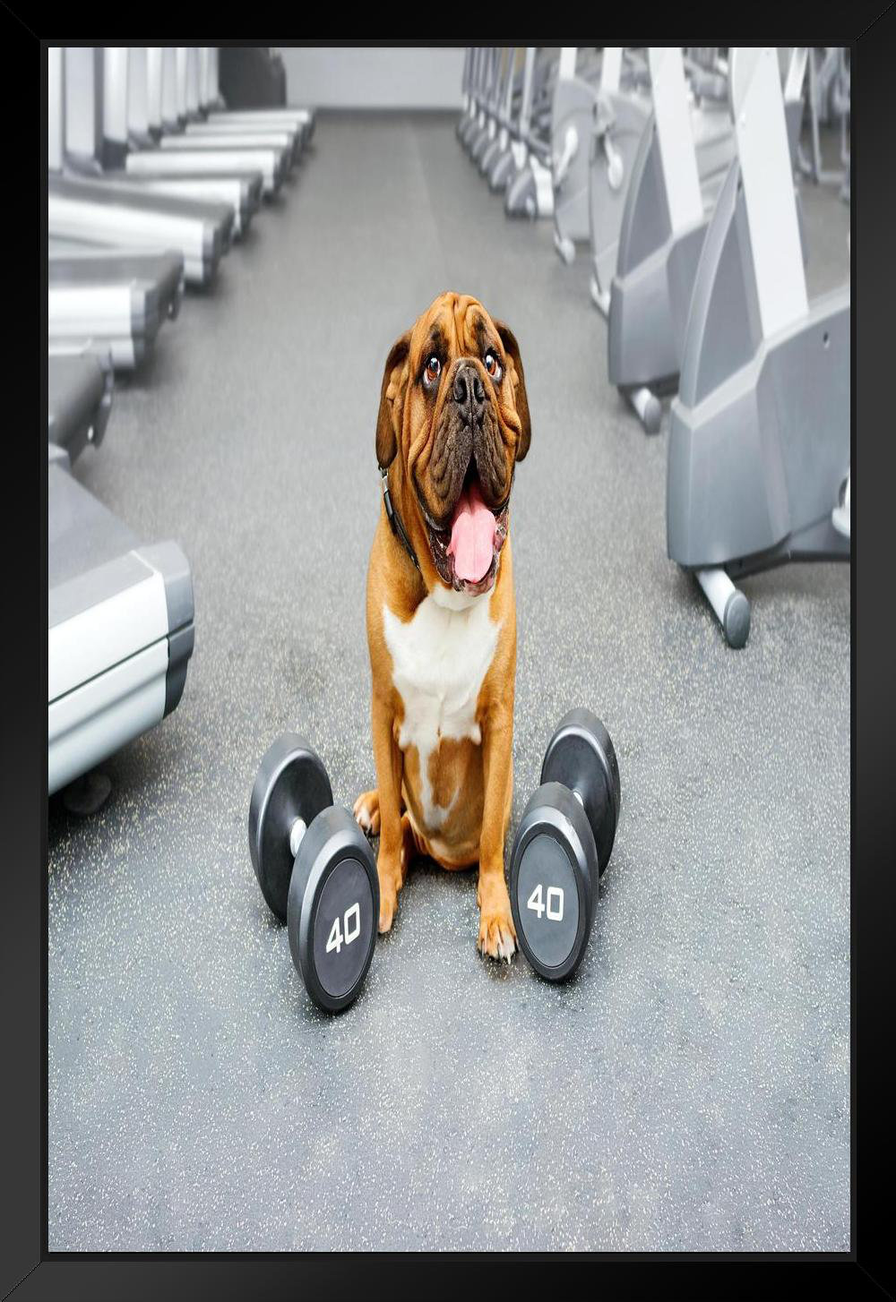 Latitude Run® Bulldog Working Out With Free Weights Dumbbells At The ...