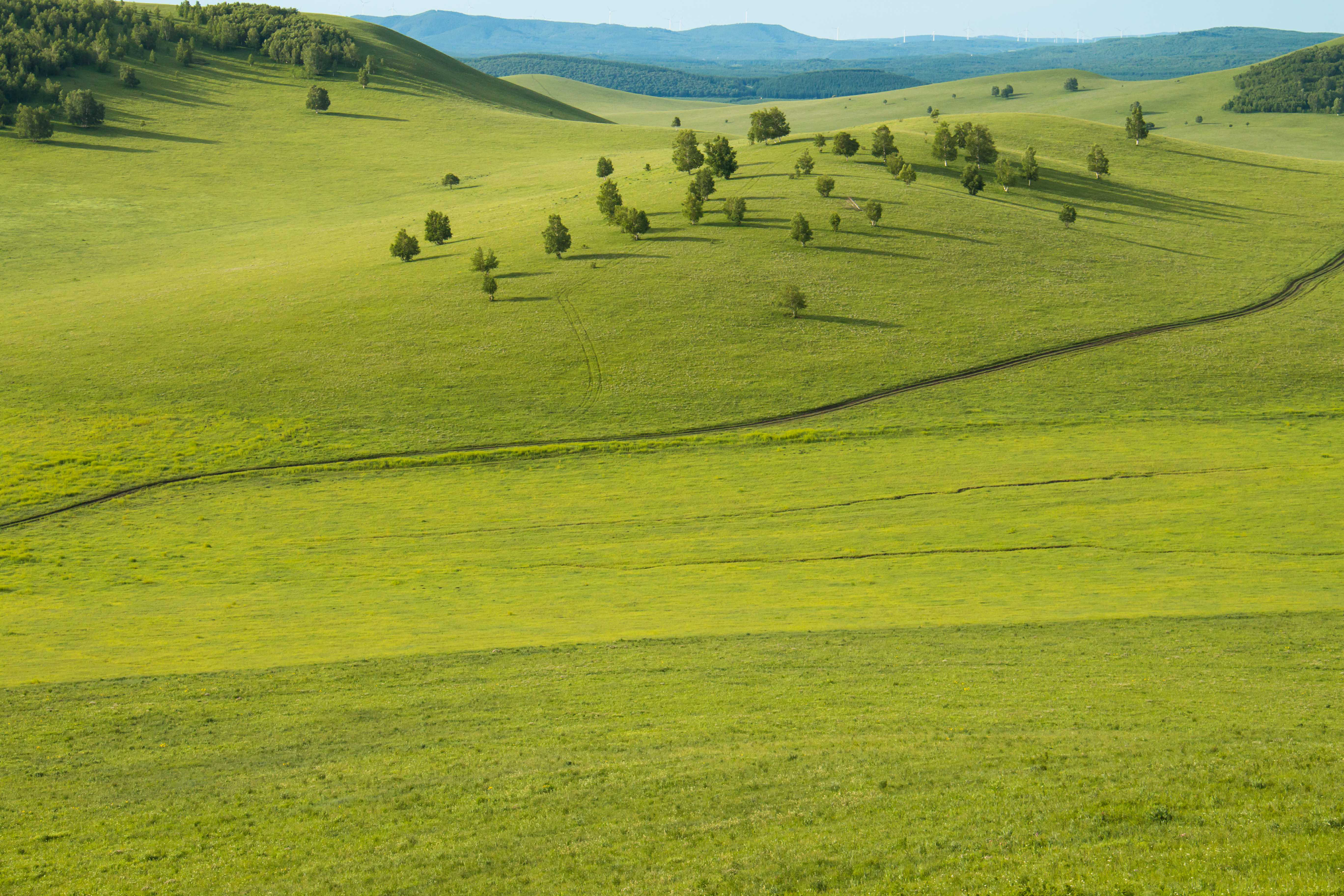 Ebern Designs Grassland - Wrapped Canvas Photograph | Wayfair