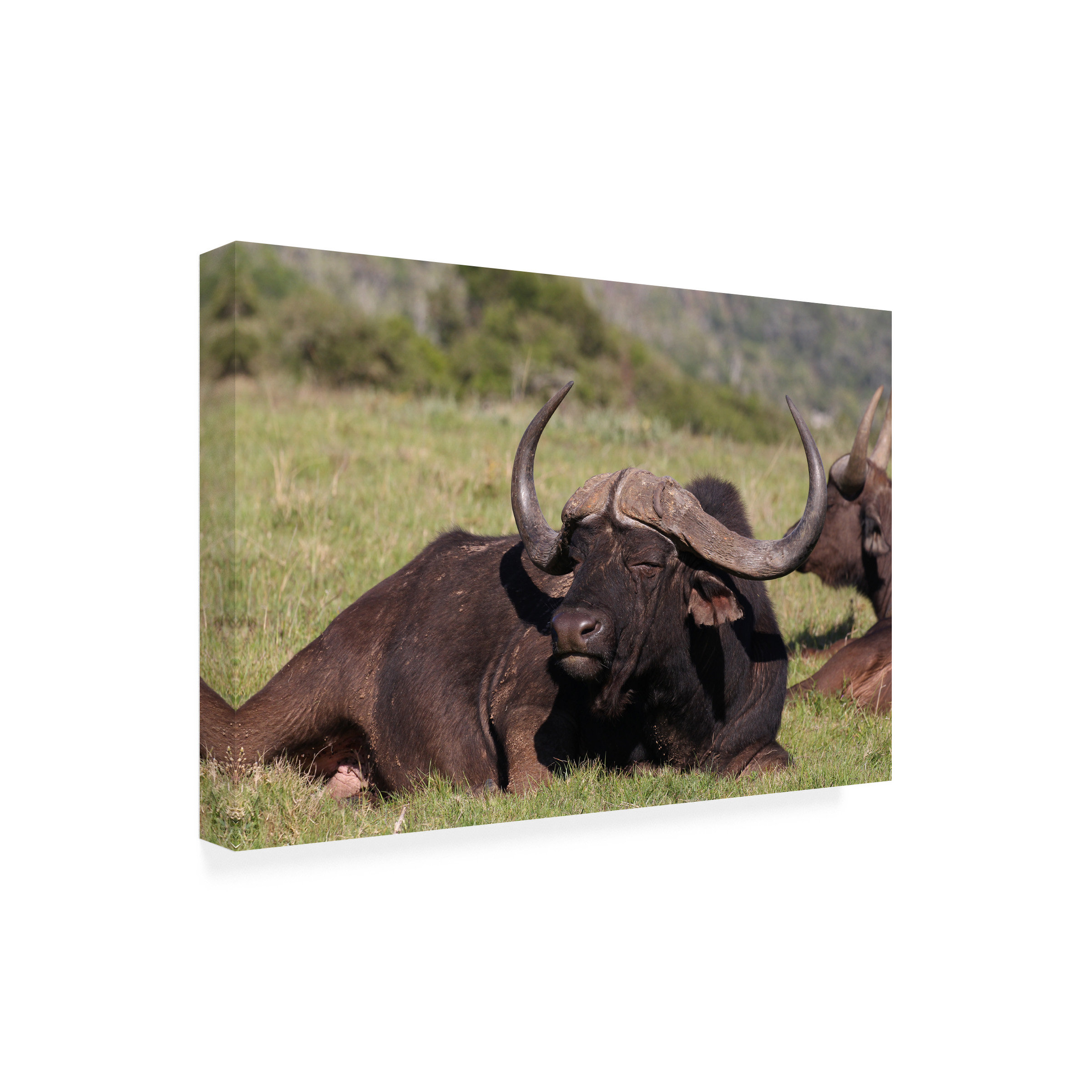 Union Rustic Bob Langrish 'Cape Buffalo 2' Canvas Art - Wayfair Canada