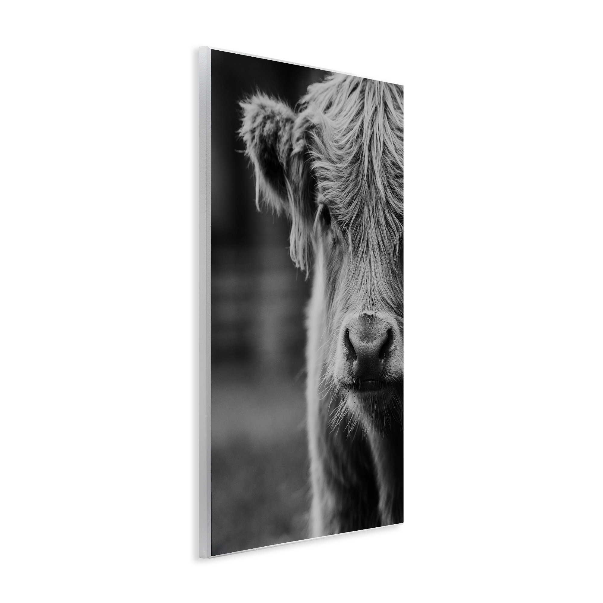 Ebern Designs Baby Cow Face Wall Plaque, design by Amy Carroll | Wayfair