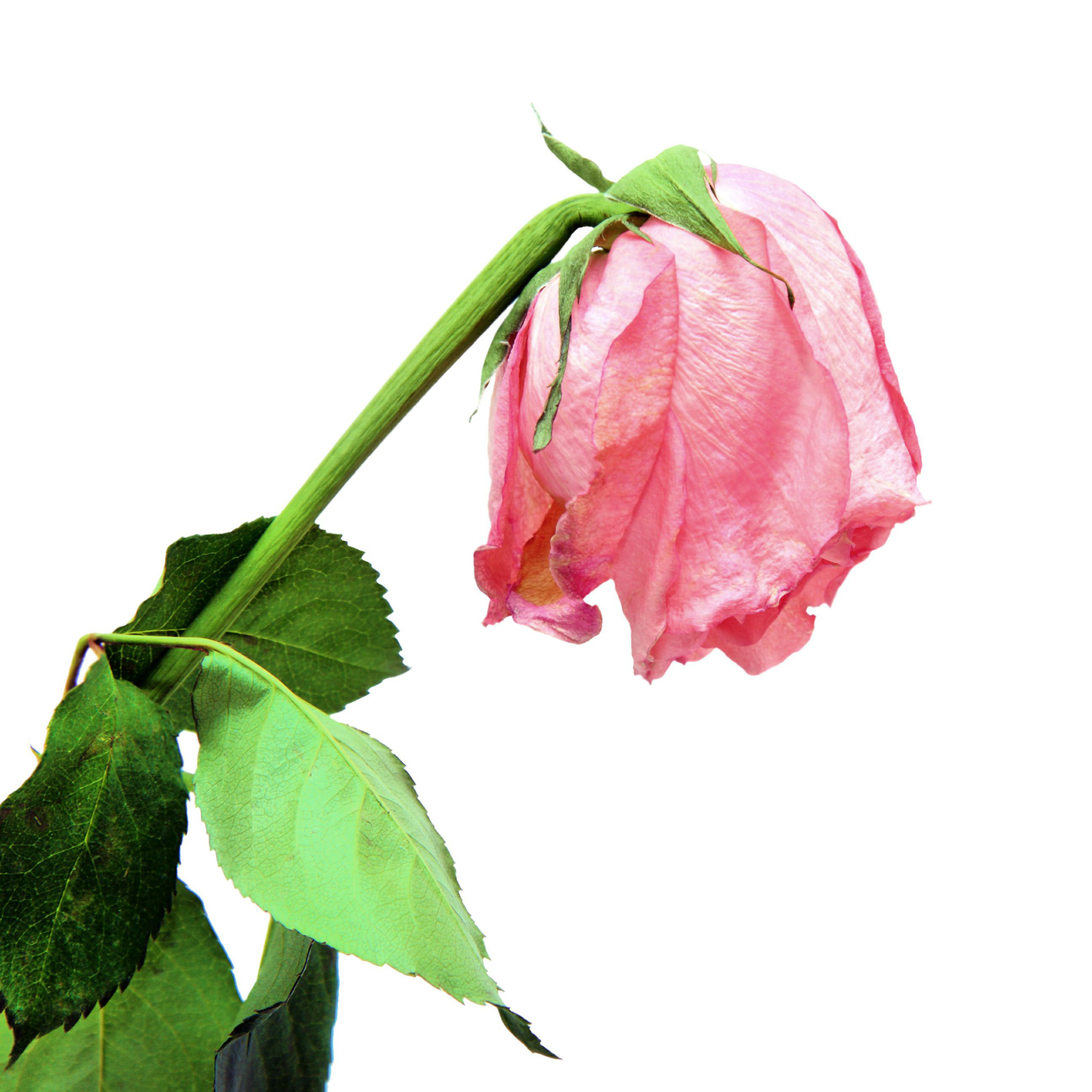 Ebern Designs Withered Pink Rose - Wrapped Canvas Photograph | Wayfair