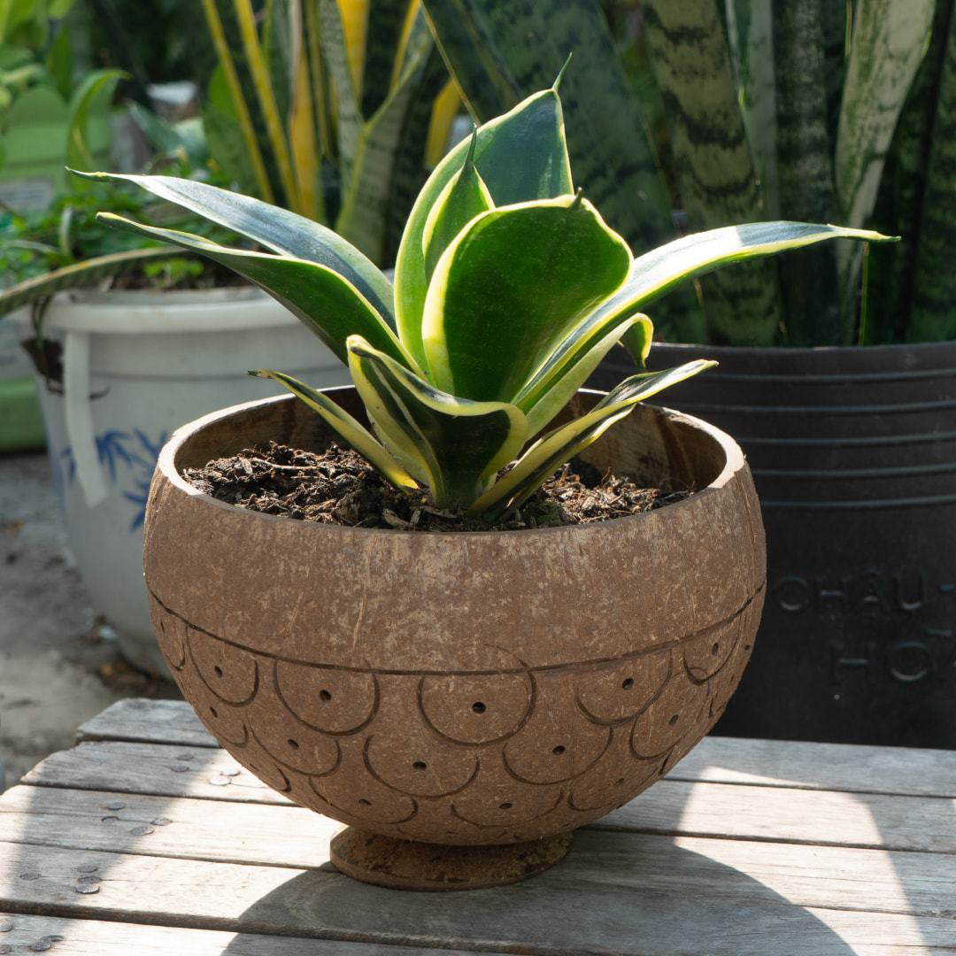 Rainforest Bowls Dragon Scales Coconut Shell Pot Planter | Wayfair