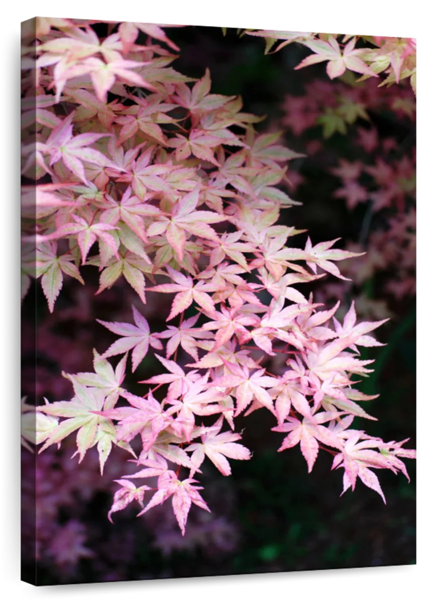 Lark Manor™ Harnek Pink Maple Leaves | Wayfair