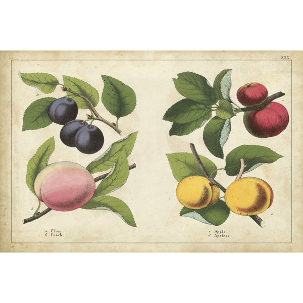 August Grove Kitchen Fruits I - Wrapped Canvas Graphic Art | Wayfair.co.uk