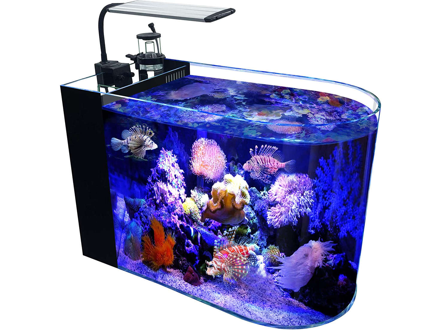 Fish Tank Sizes & Types: How to Choose the Right Aquarium | Wayfair