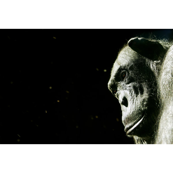 Natur Pur Serious Chimpanzee by Kolbz - Wrapped Canvas Art Prints ...