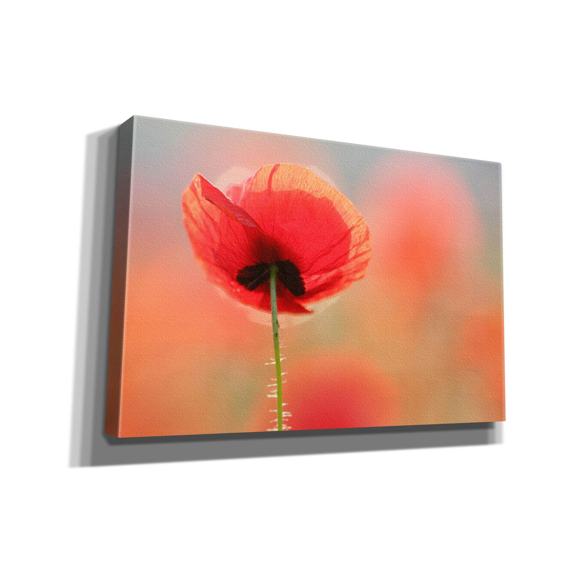 Latitude Run® 'Poppy Dream' By Roeselien Raimond, Canvas Wall Art | Wayfair