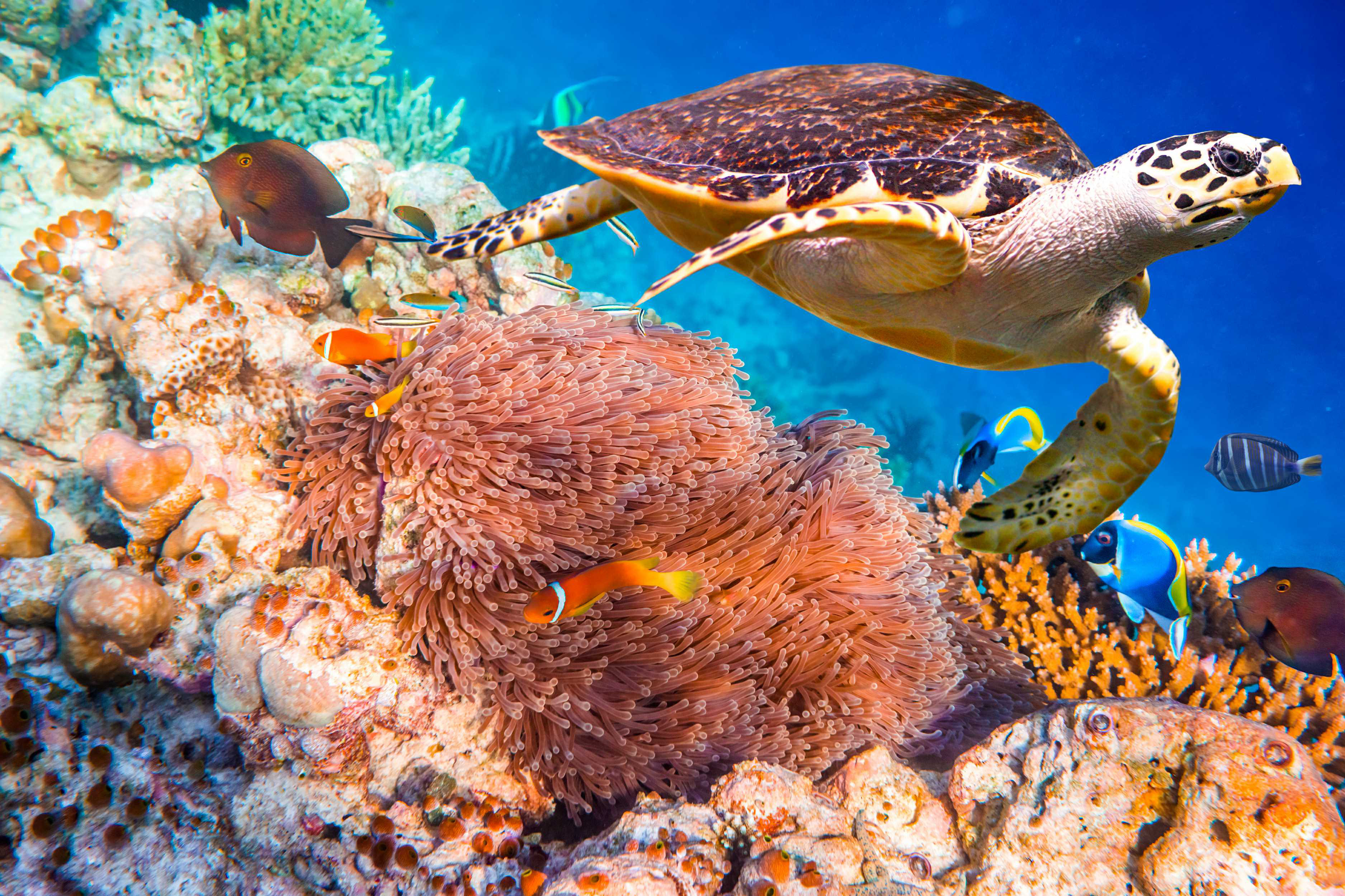 Bay Isle Home™ Hawksbill Turtle by Cookelma - Wrapped Canvas Photograph ...