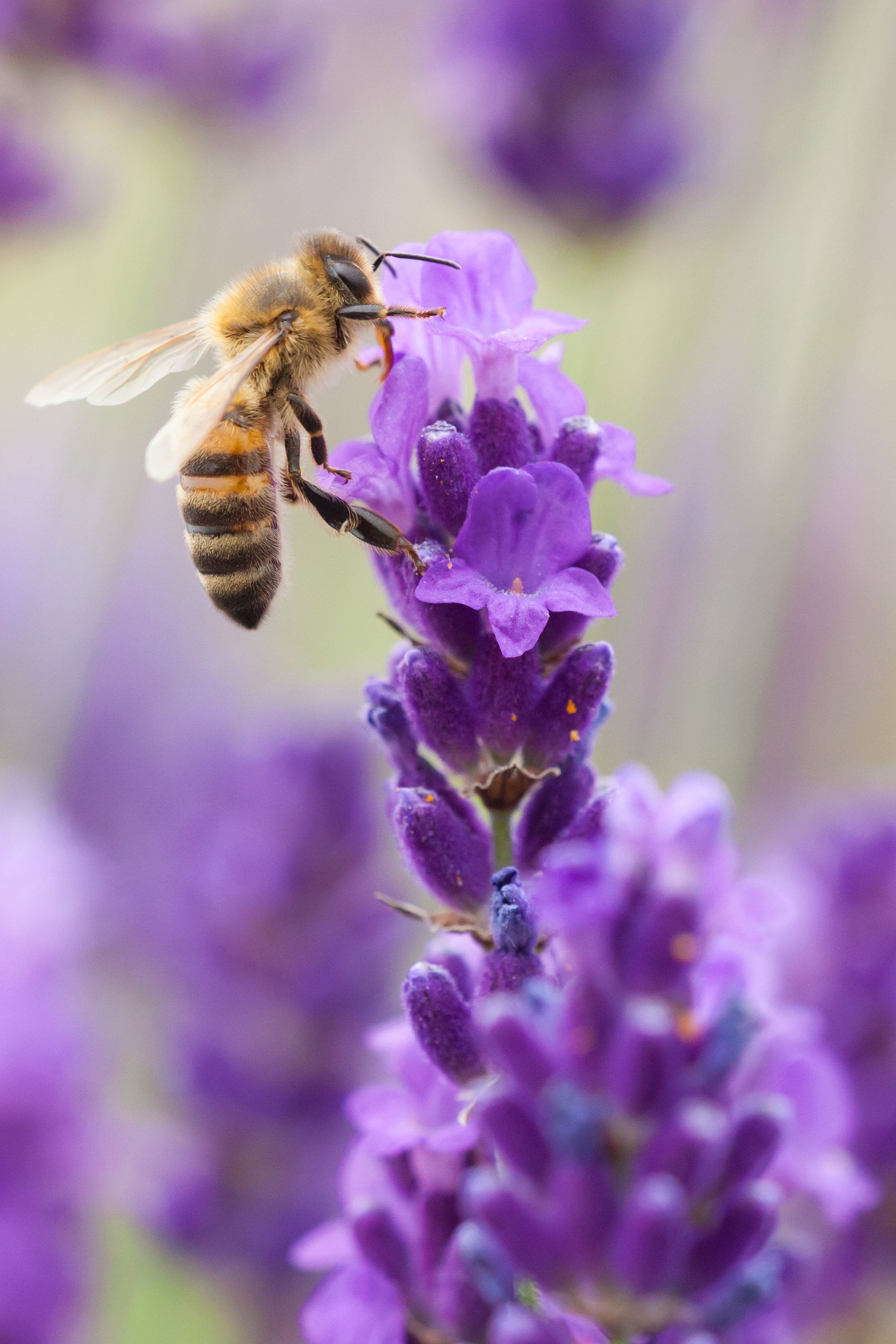 Hokku Designs Emitte Bumblebee by Keattikorn | Wayfair