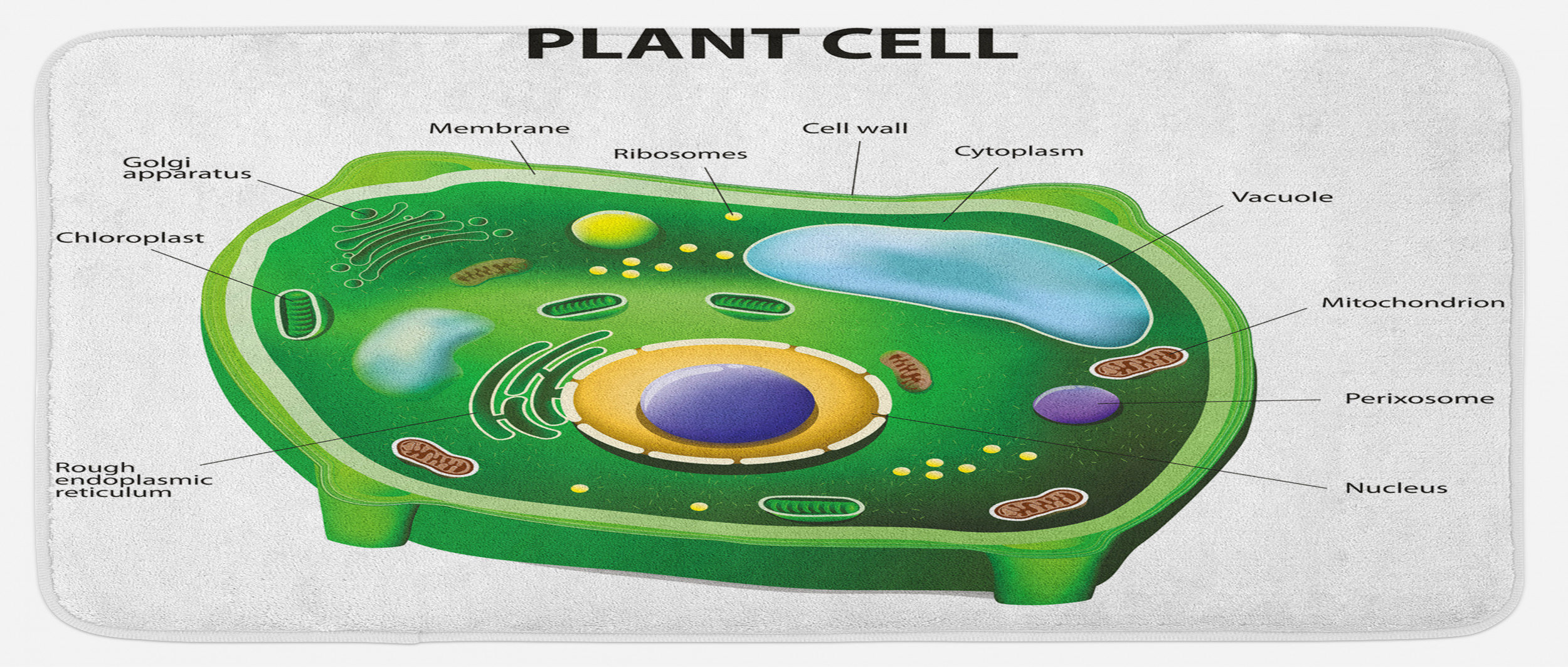 East Urban Home Plant Cell Biology Research Botany Anatomy Structure ...