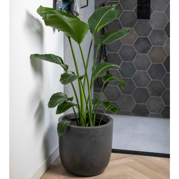 vidaXL Capi Pot Planter | Wayfair.co.uk