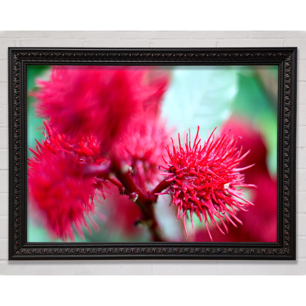Bright Star Spikey Flower Heads - Single Picture Frame Art Prints ...