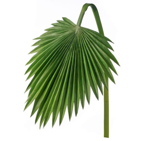 Primrue Green Fan Palm Stem Faux Plants And Trees | Wayfair
