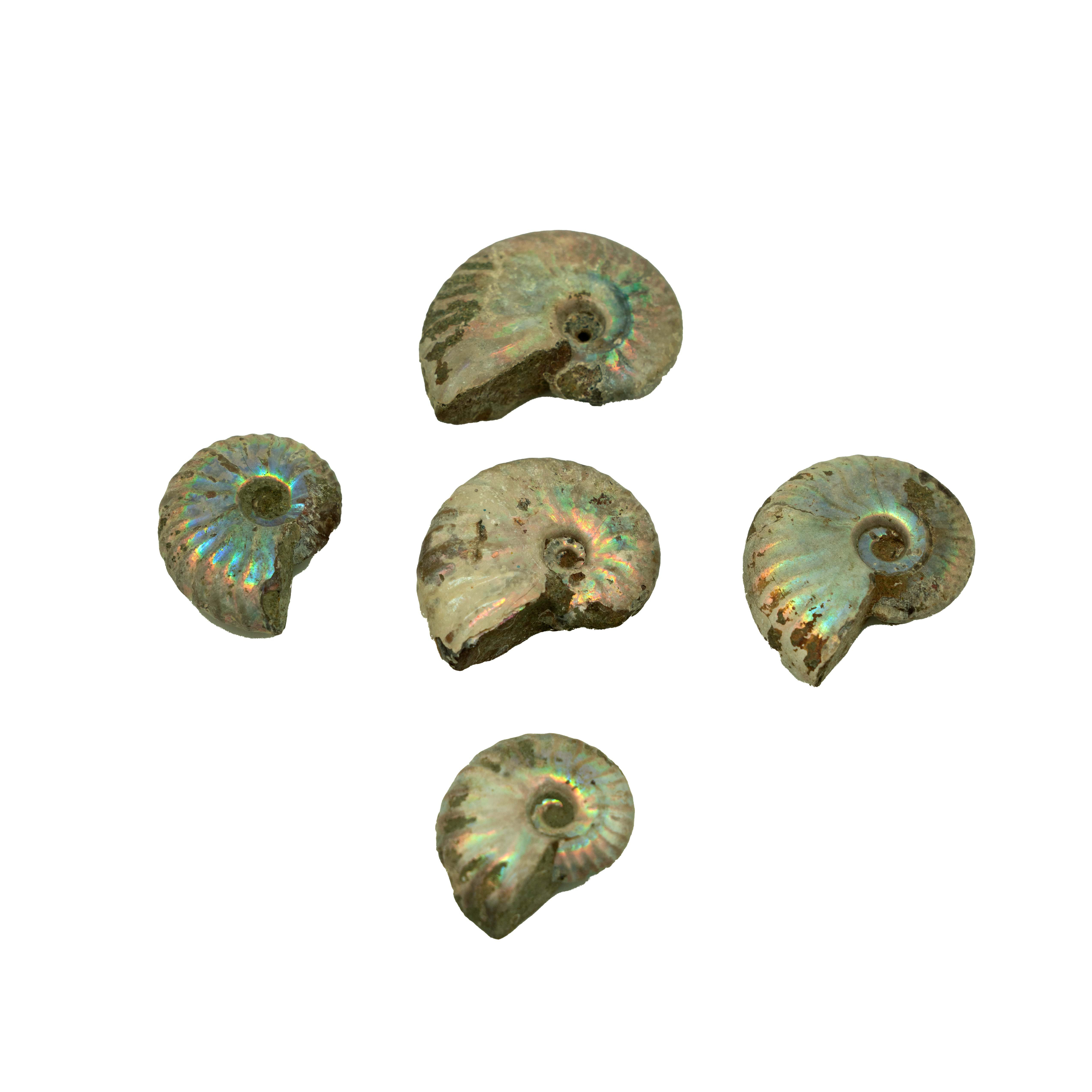 Highland Dunes Amreet Animals Figurines & Sculptures | Wayfair