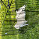 Archie & Oscar™ Lindquist Galvanized Cage with Cover for Dog, Rabbit ...