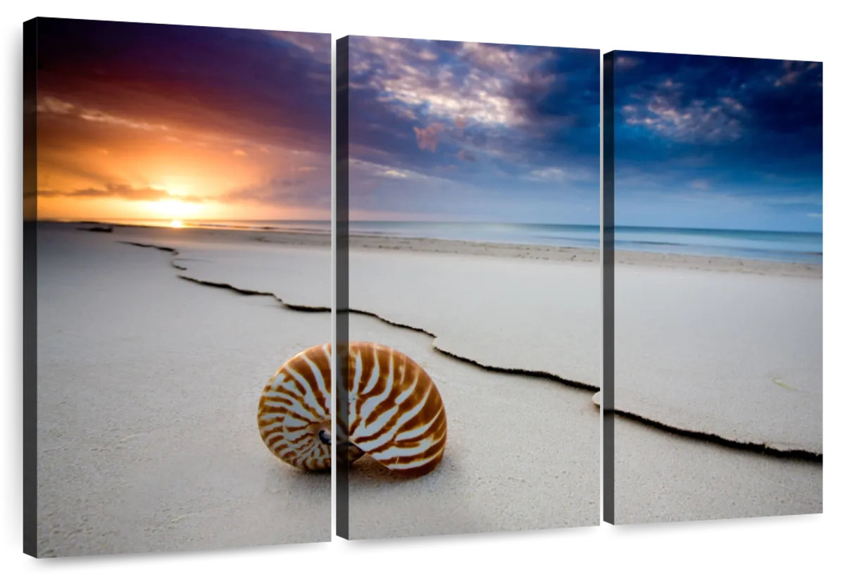 Breakwater Bay Aletra Fraser Island Beach Shell | Wayfair