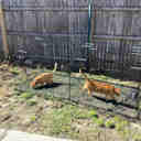 Archie & Oscar™ Lindquist Galvanized Cage with Cover for Dog, Rabbit ...