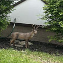 Design Toscano Big Rack Buck Deer Statue & Reviews | Wayfair