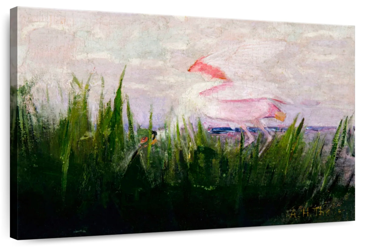 Ebern Designs Brampt Roseate Spoonbill 1905-1909 | Wayfair