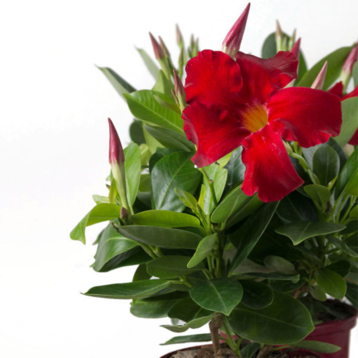 American Plant Exchange Dipladenia Bush, 6-Inch Pot, Continuous ...