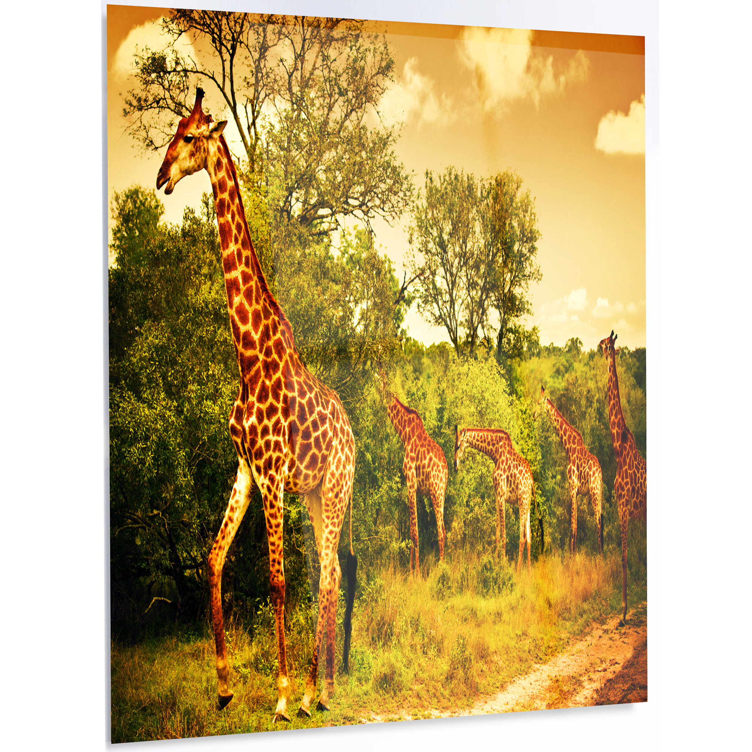 Design Art 'South African Giraffes' Photographic Print on Metal | Wayfair