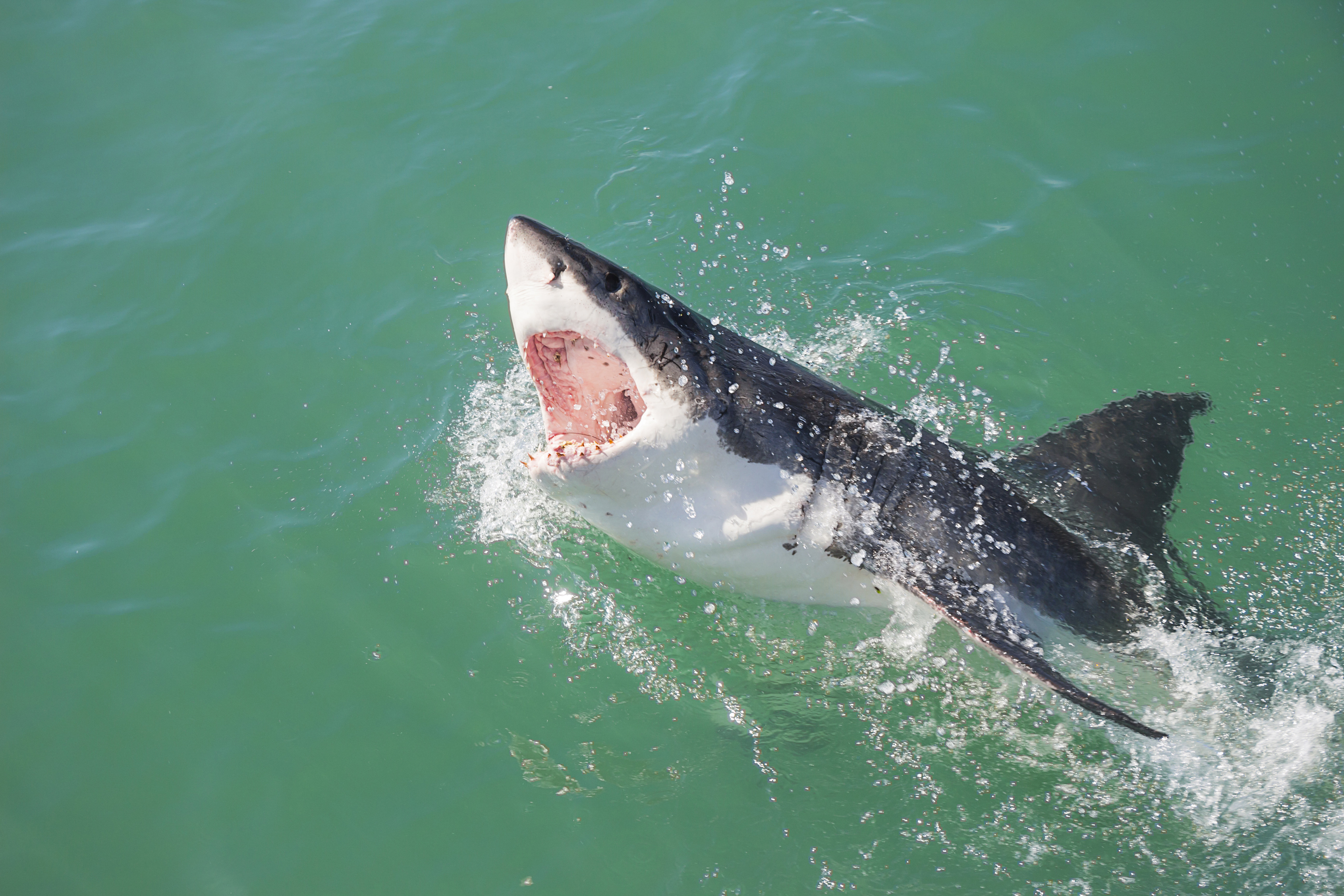 Highland Dunes Great White Shark by - Wrapped Canvas Photograph ...
