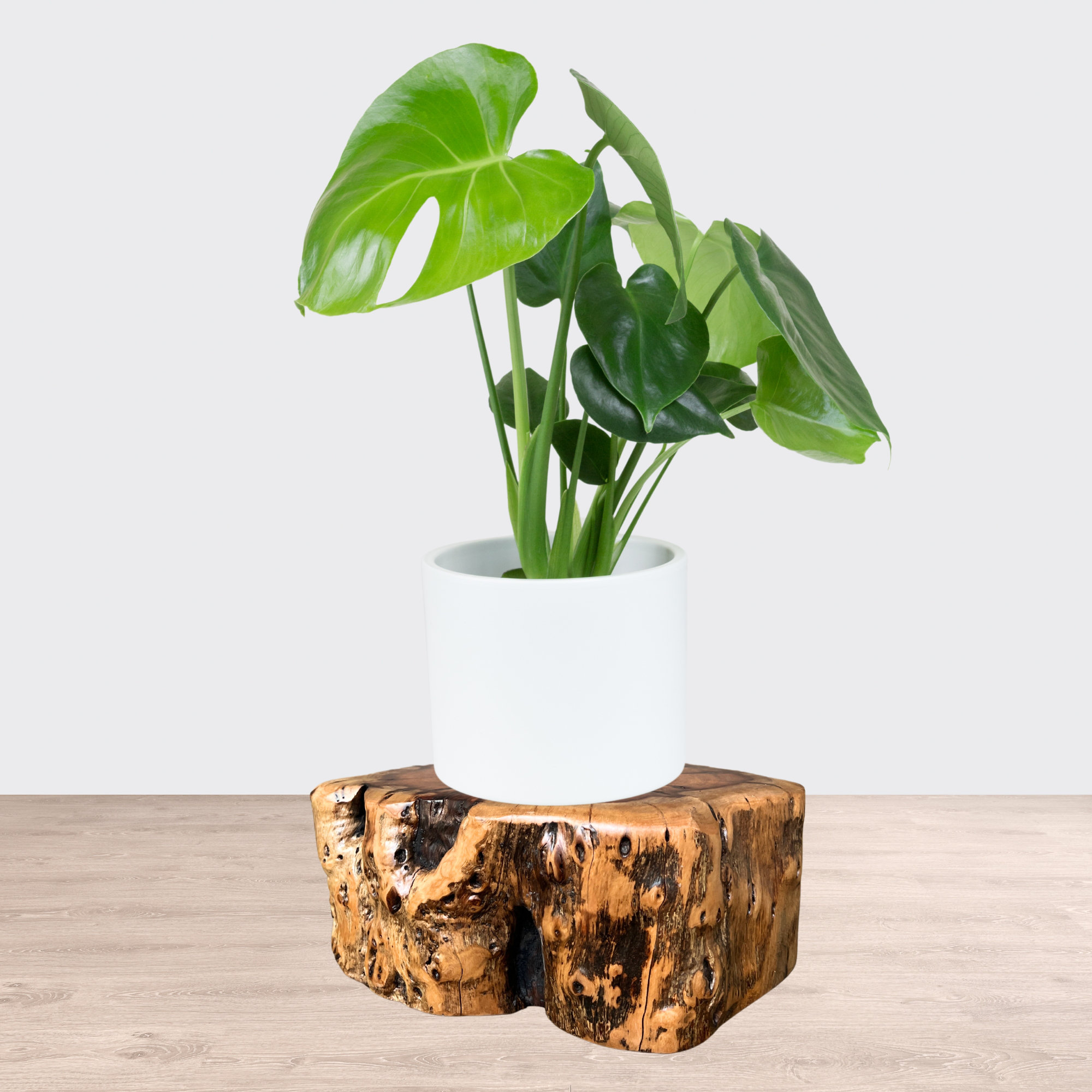 Ophelia & Co. Natural Tree Trunk Stump Stool With Live Edge Solid Wood ...