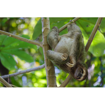 Ebern Designs Three-Toed Sloth In Costa Rica by Charliemillerkb | Wayfair